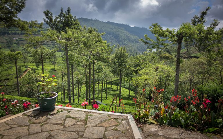 The Most Breathtaking Tea Plantations in the World | Honeymoon Dreams