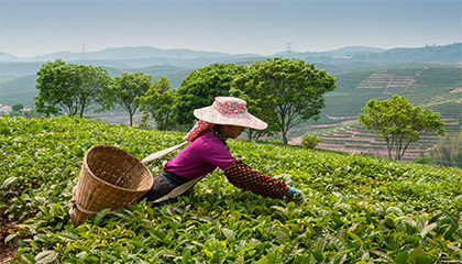 The Most Breathtaking Tea Plantations in the World | Honeymoon Dreams
